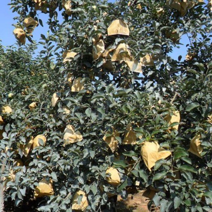 Mango Protection Cover Manufacturer, Mango Cover Factory, Mango Bags ...